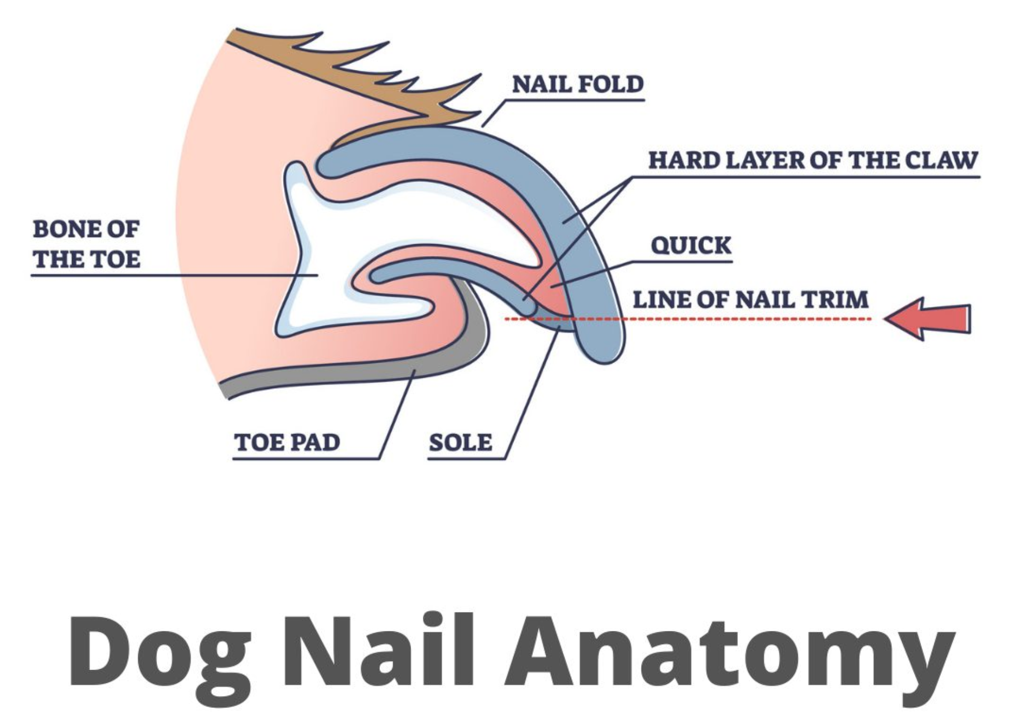 The Essential Guide to Your Dog’s Nail Care – Printdigitables
